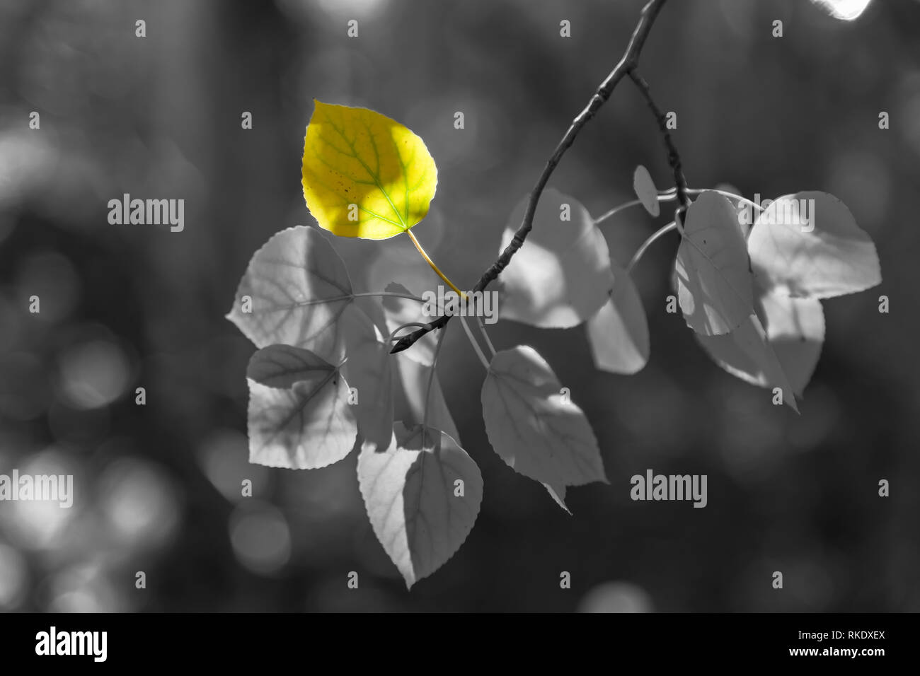 Black and yellow colours in nature hi-res stock photography and images ...