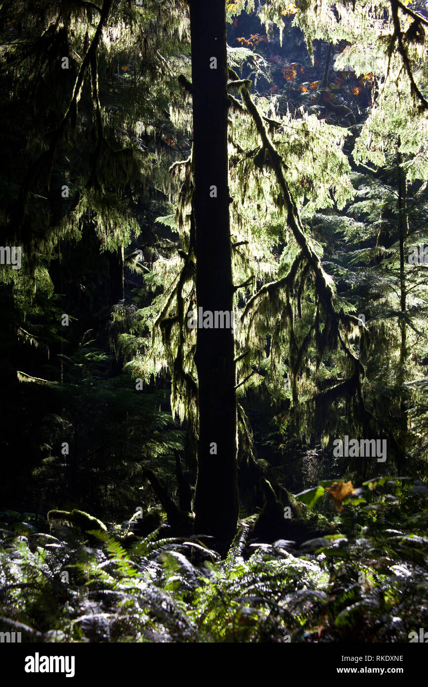 Cathedral grove old growth rainforest british columbia canada vancouver ...