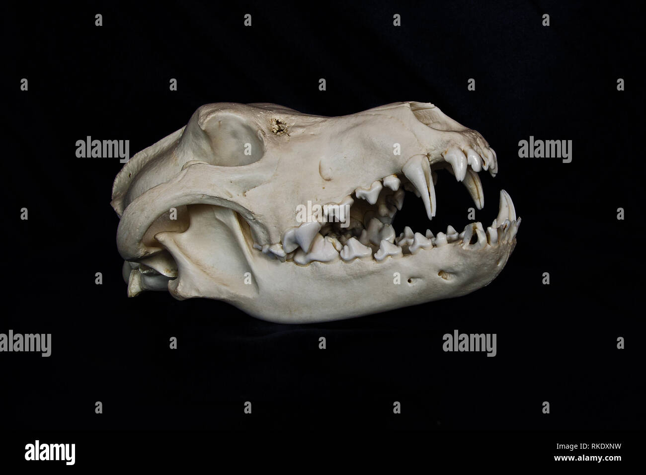 Wolf skull hi-res stock photography and images - Alamy