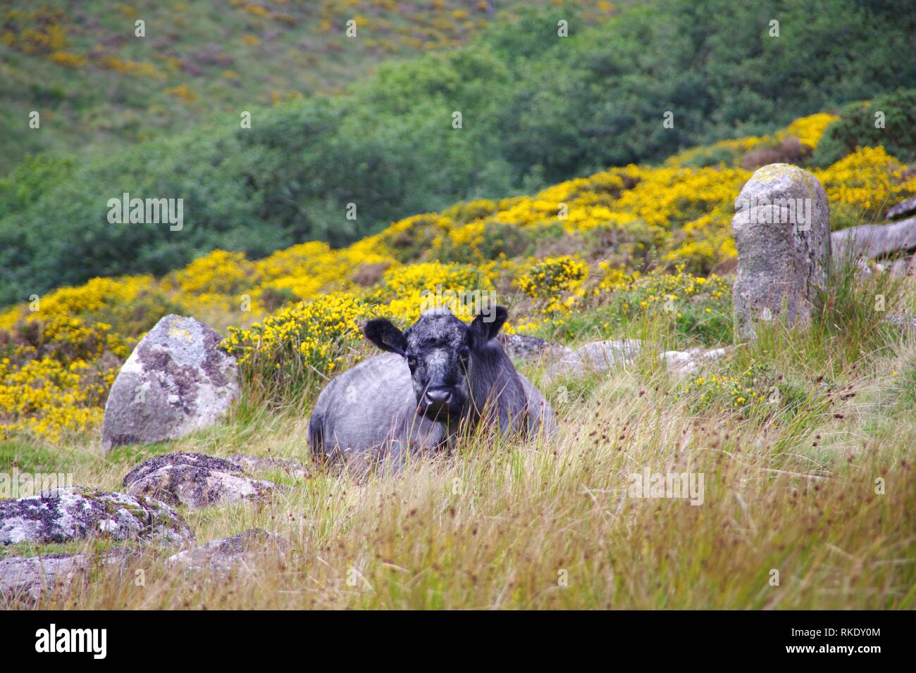 Blue-Grey Cow Resting near Wistmans Wood, Dartmoor National Park, Two ...