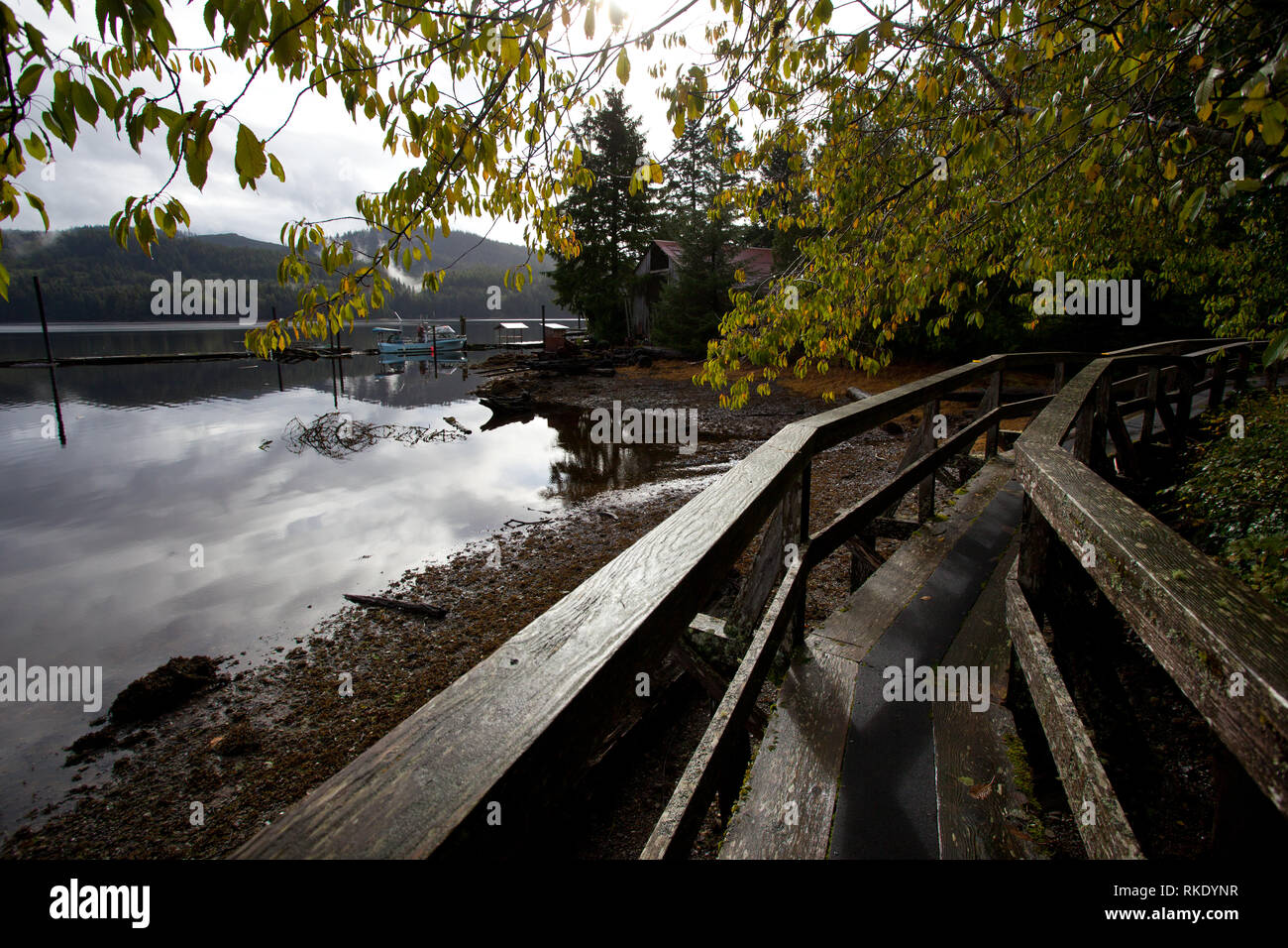 Vancouver island forest boardwalk hi-res stock photography and images ...
