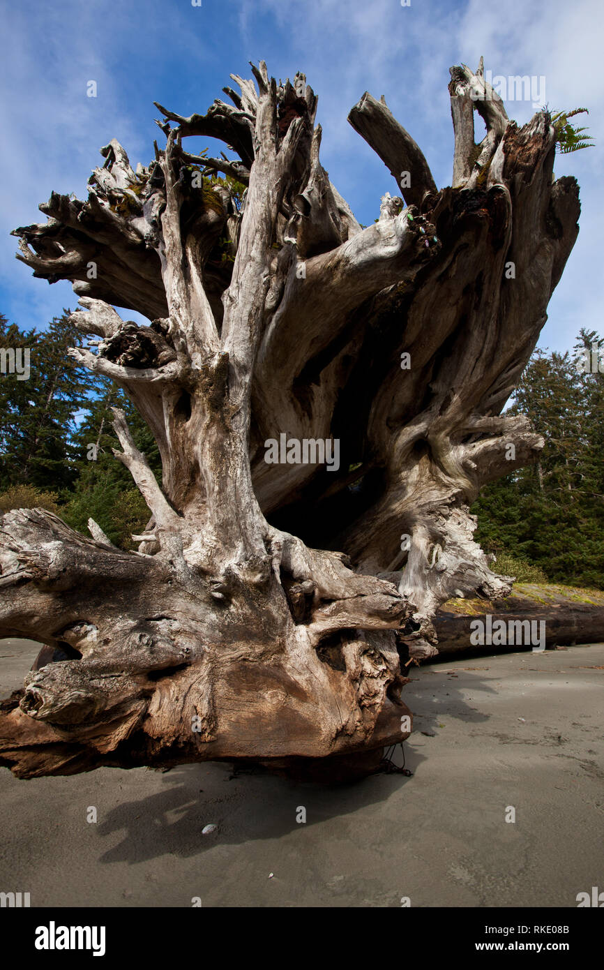 Cape Scott Provincial Park, Vancouver Island, British Columbia, Canada ...