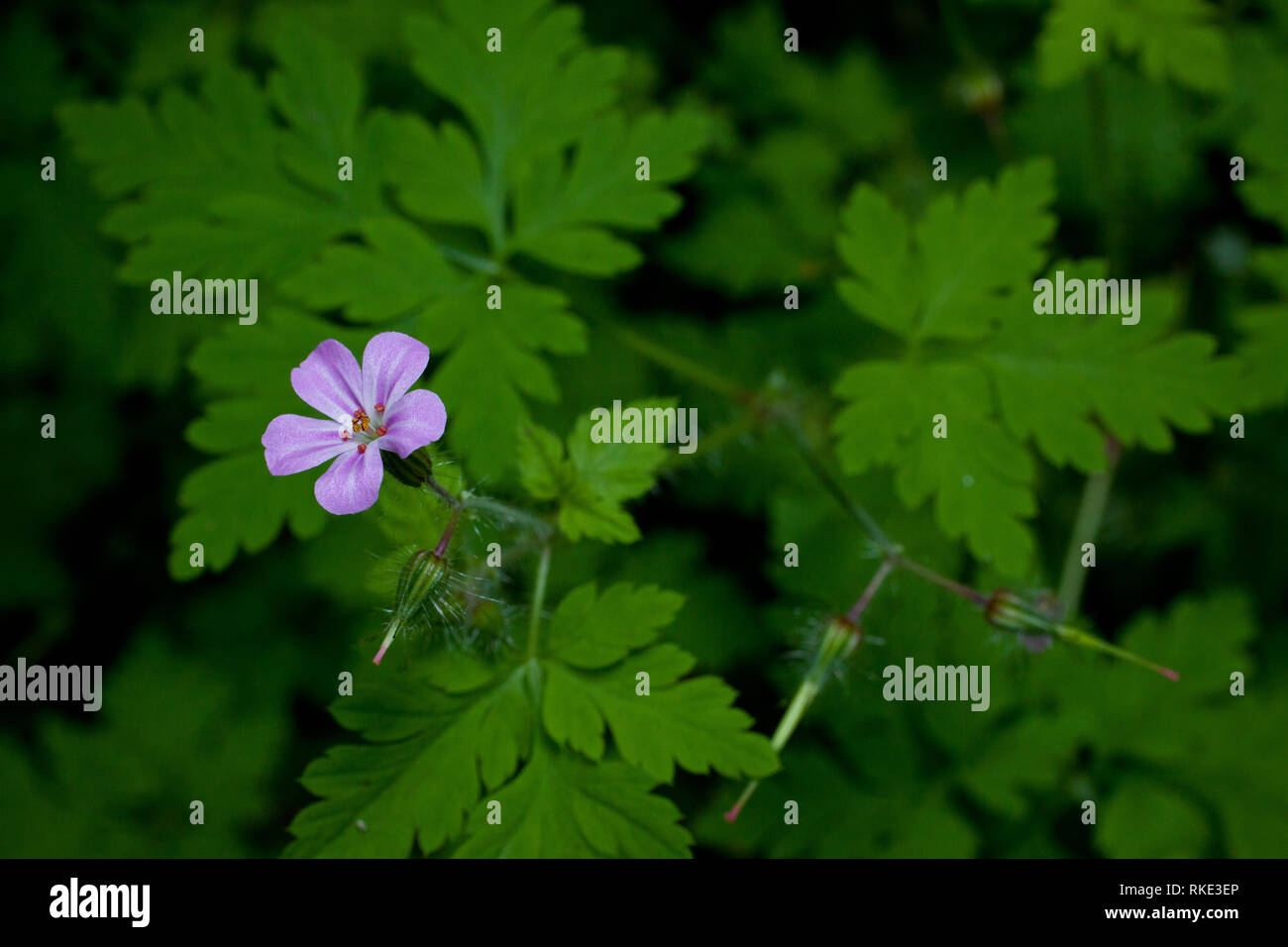 Desolation bay hi-res stock photography and images - Alamy