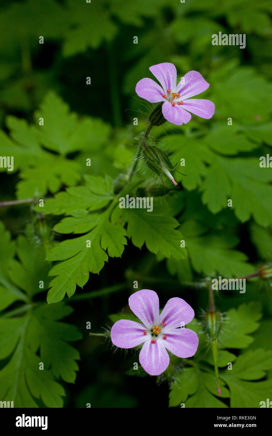 British columbia wildflowers hi-res stock photography and images - Alamy