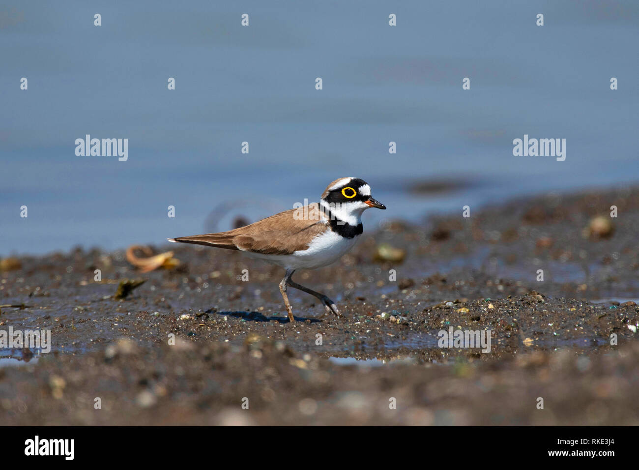 Maharashtra water birds hi-res stock photography and images - Alamy
