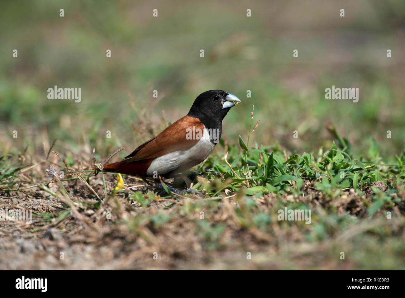 Tricoloured Munia, Lonchura malacca, Bhigwan, Maharashtra, India Stock ...