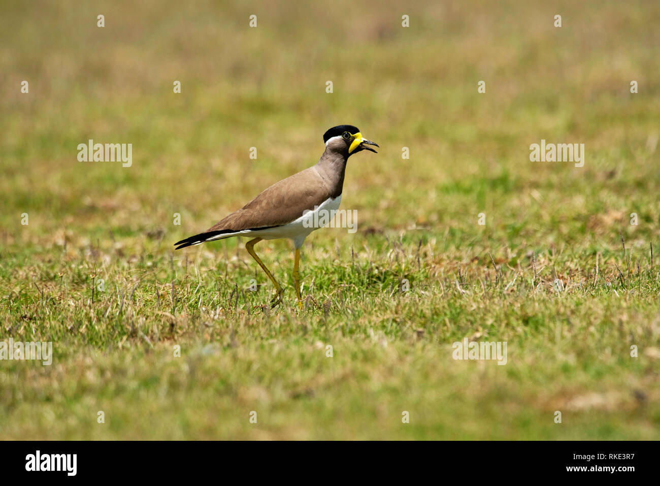 Yellow wattled lapwing, Vanellus malabaricus, Bhigwan, Maharashtra ...