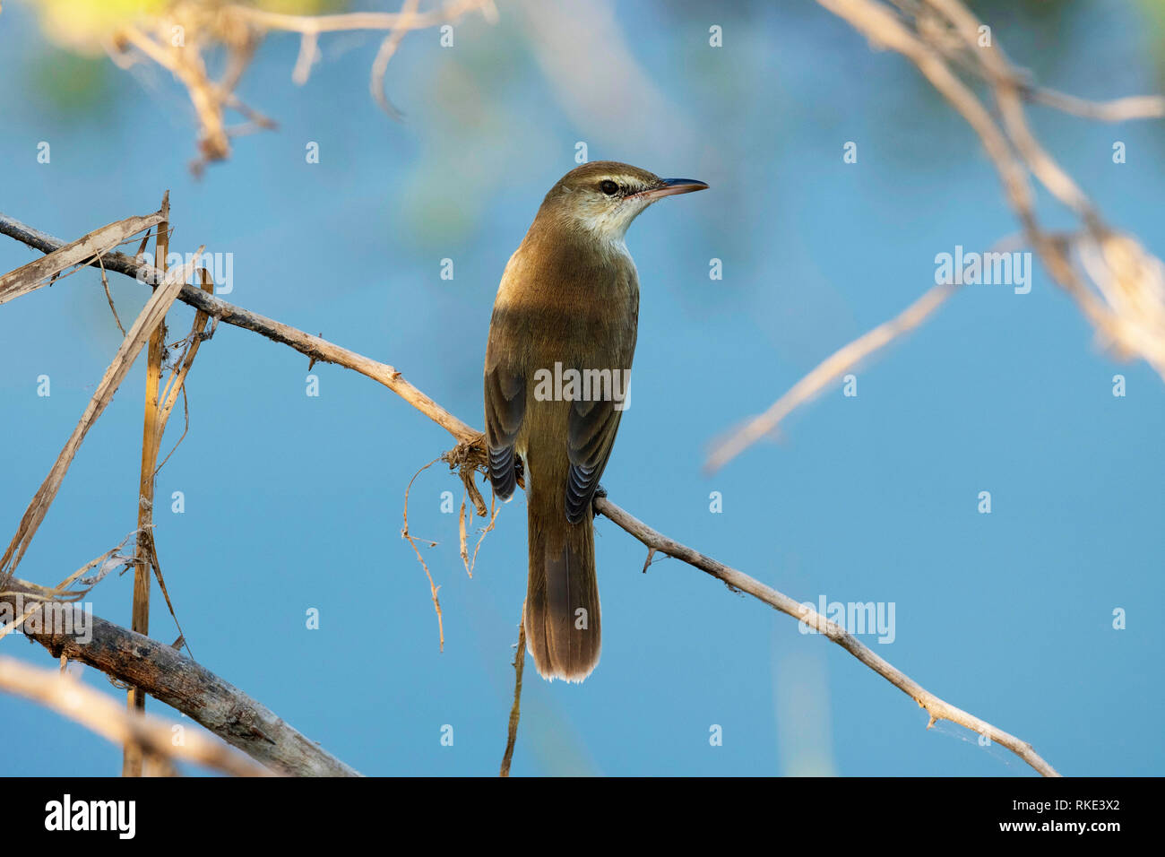 India Clamorous reed warbler, Acrocephalus stentoreus, Bhigwan ...