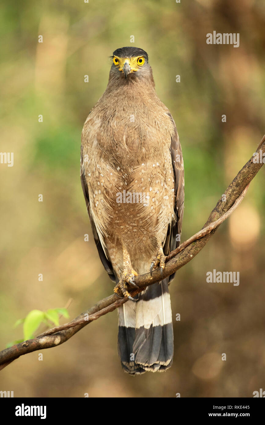 Crested serpent eagle, Spilornis cheela, Tadoba Andhari Tiger Reserve ...