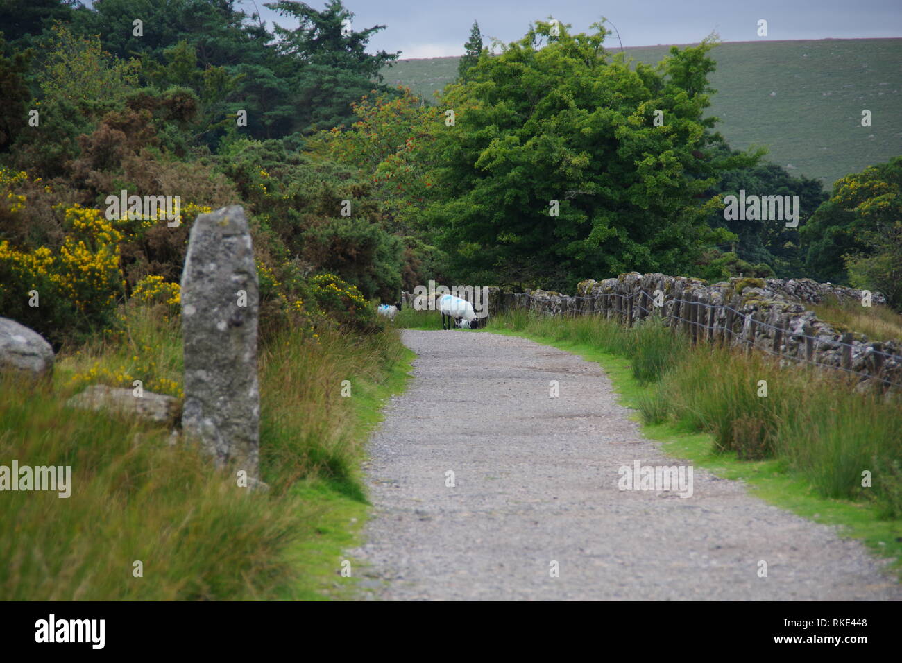 Farm Path to Wistmans Wood by Drystone Wall. Dartmoor National Park ...