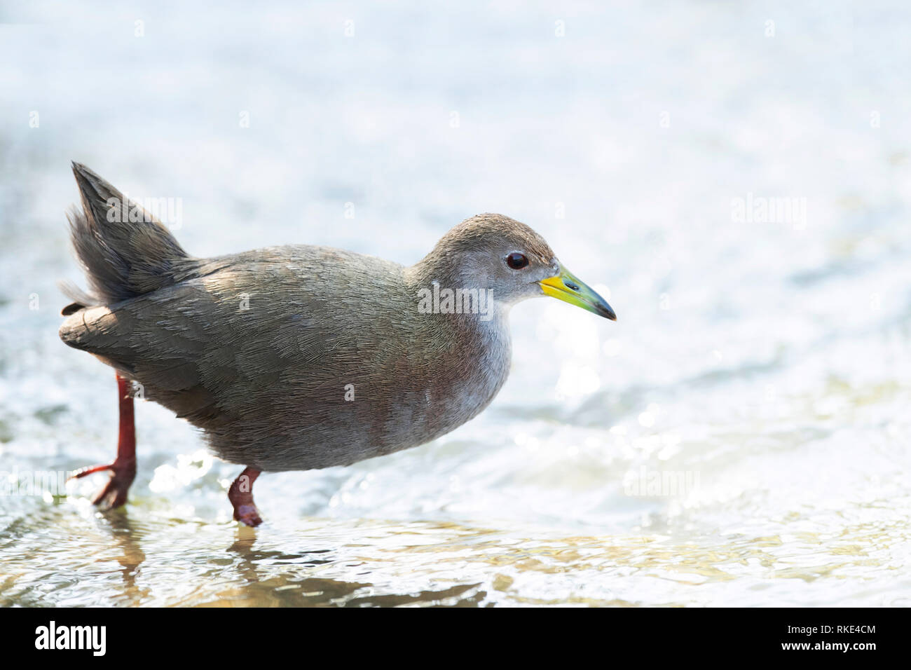 Brown Crake, Amaurornis akool, Jim Corbett National Park, Uttarakhand ...