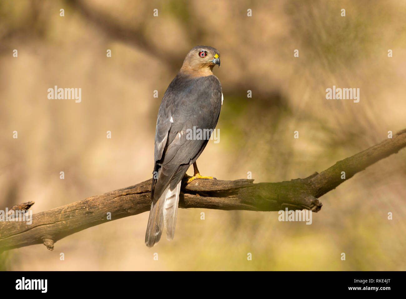 Eagle flying tree india hi-res stock photography and images - Alamy