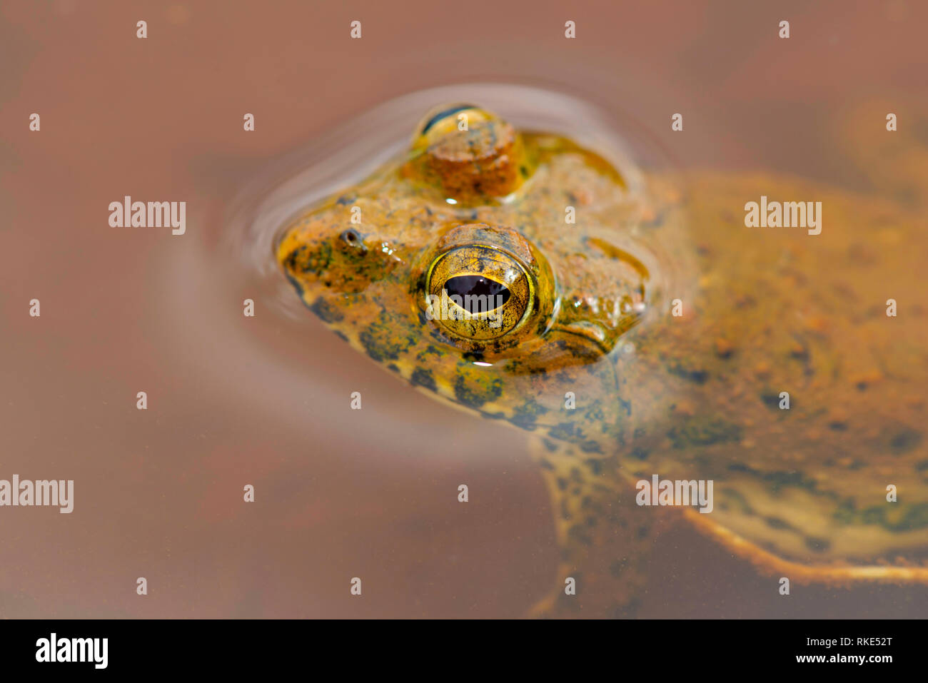 Indian toad hi-res stock photography and images - Alamy