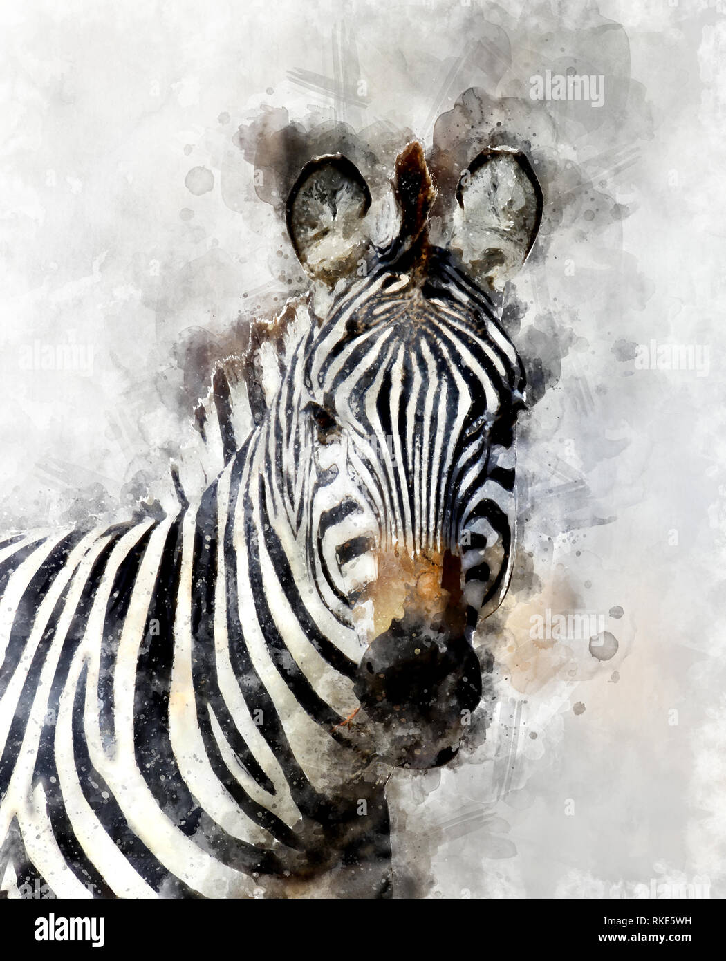 Watercolor illustration with a zebra portrait. Beautiful wildlife world ...