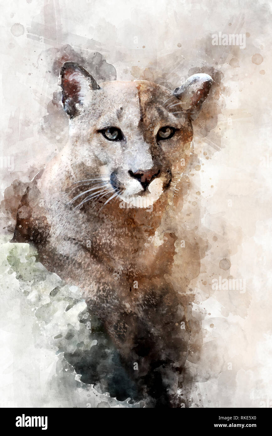 Watercolor illustration puma portrait. Beautiful wildlife world Stock ...
