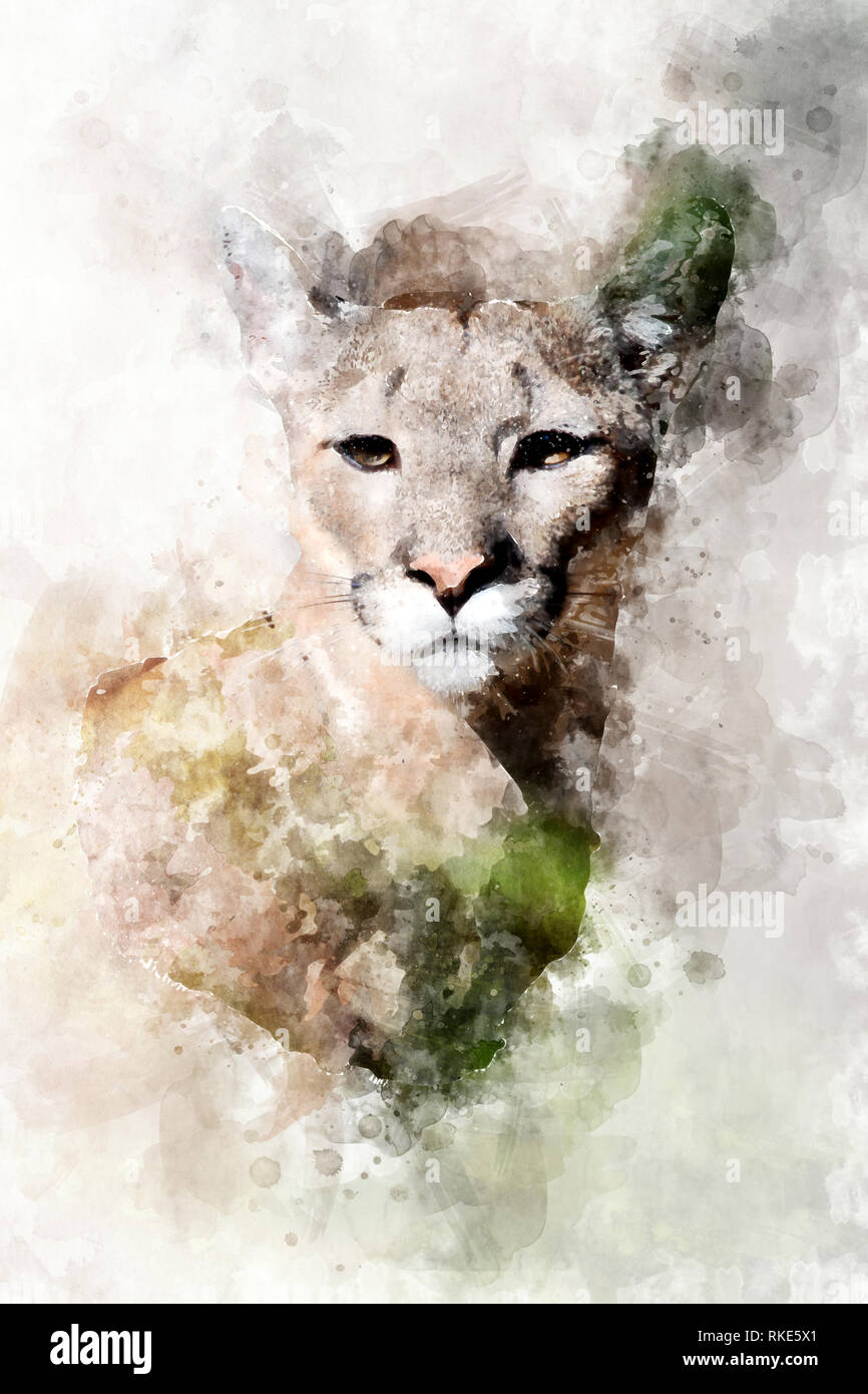 Watercolor illustration puma portrait. Beautiful wildlife world Stock ...