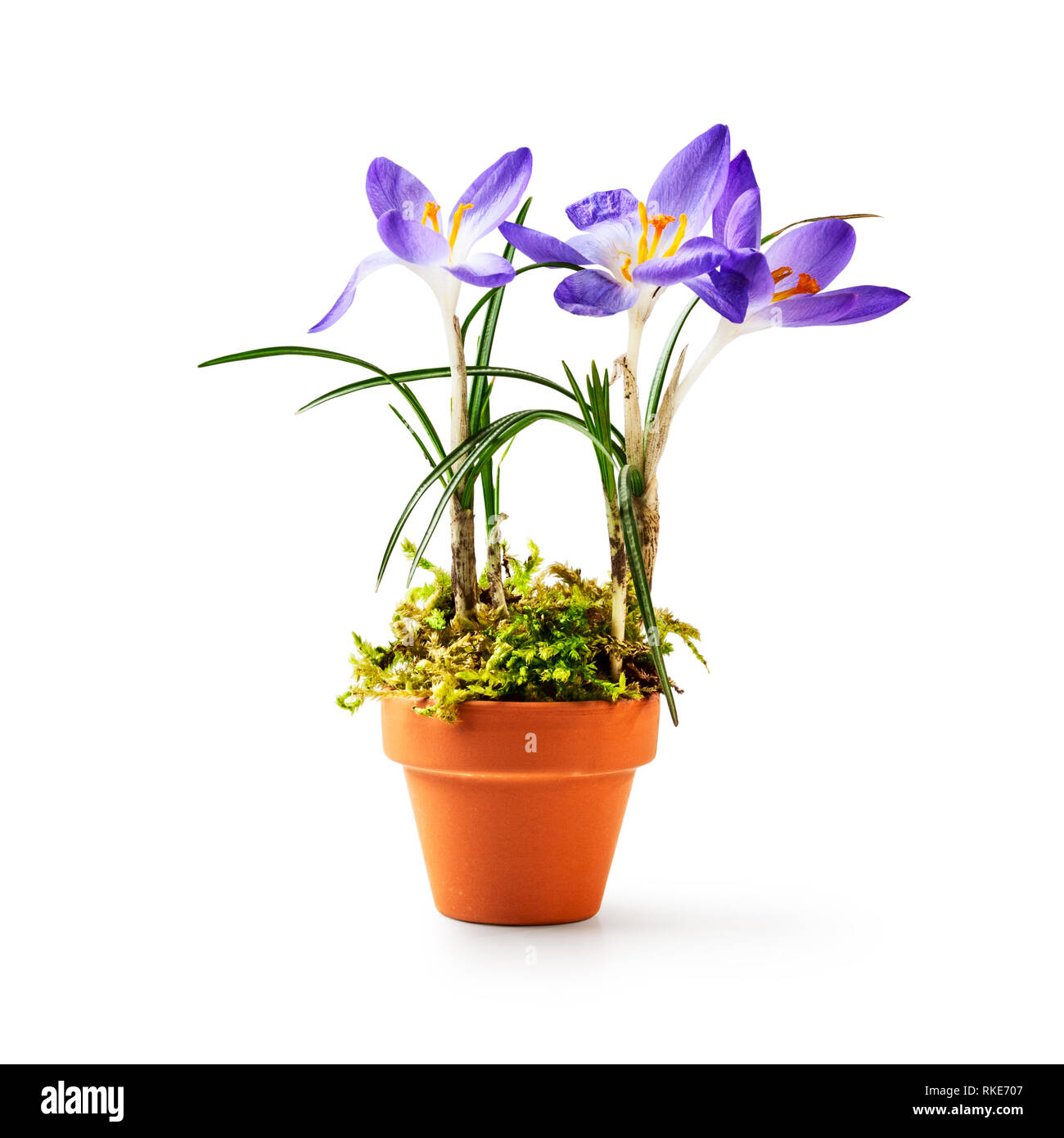 Crocus spring flowers. Ceramic flowerpot with crocuses isolated on ...