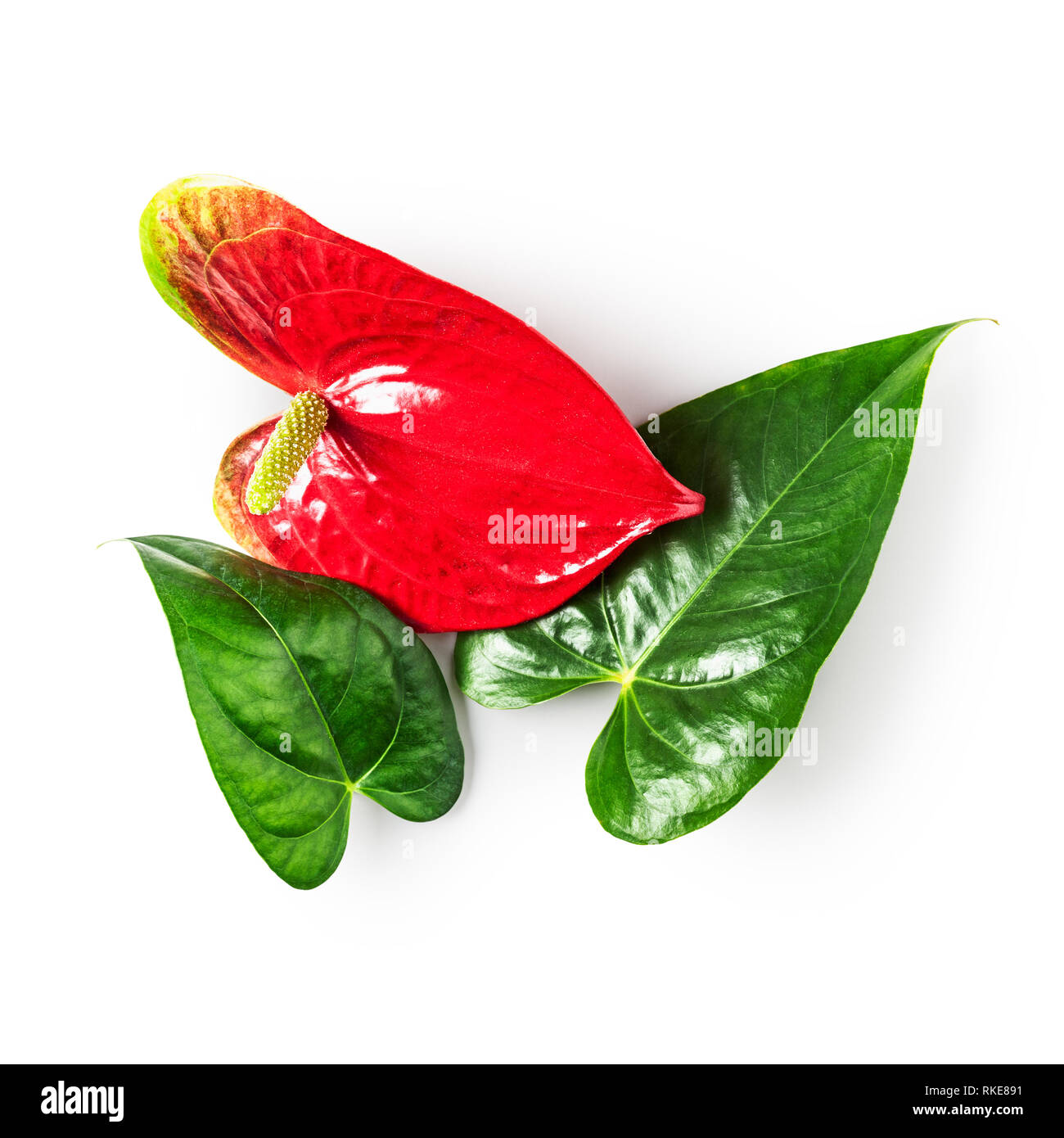Flamingo flowers and leaves isolated on white background clipping path ...