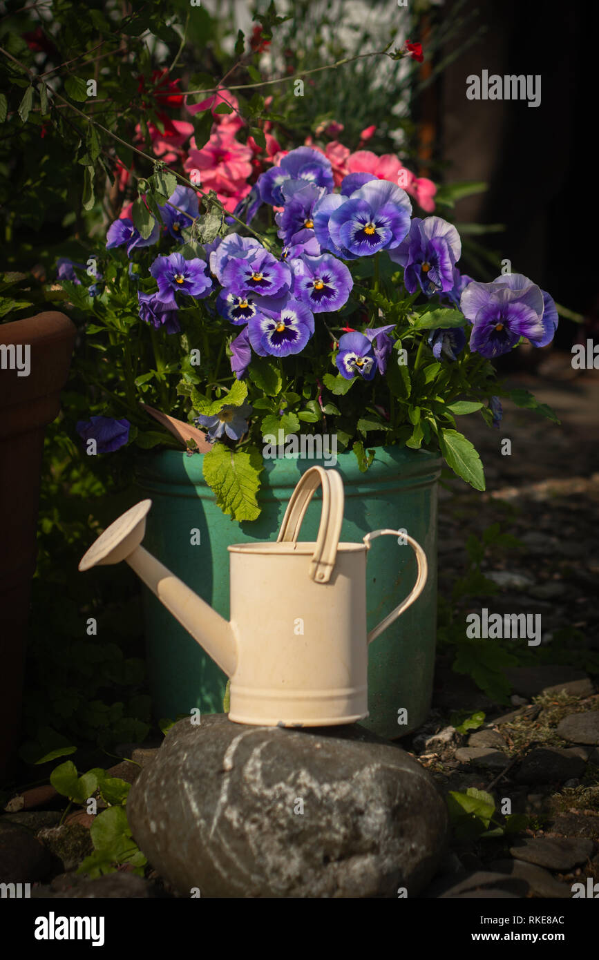 Spring Flowers and a Watering Can in a Garden Stock Photo - Alamy