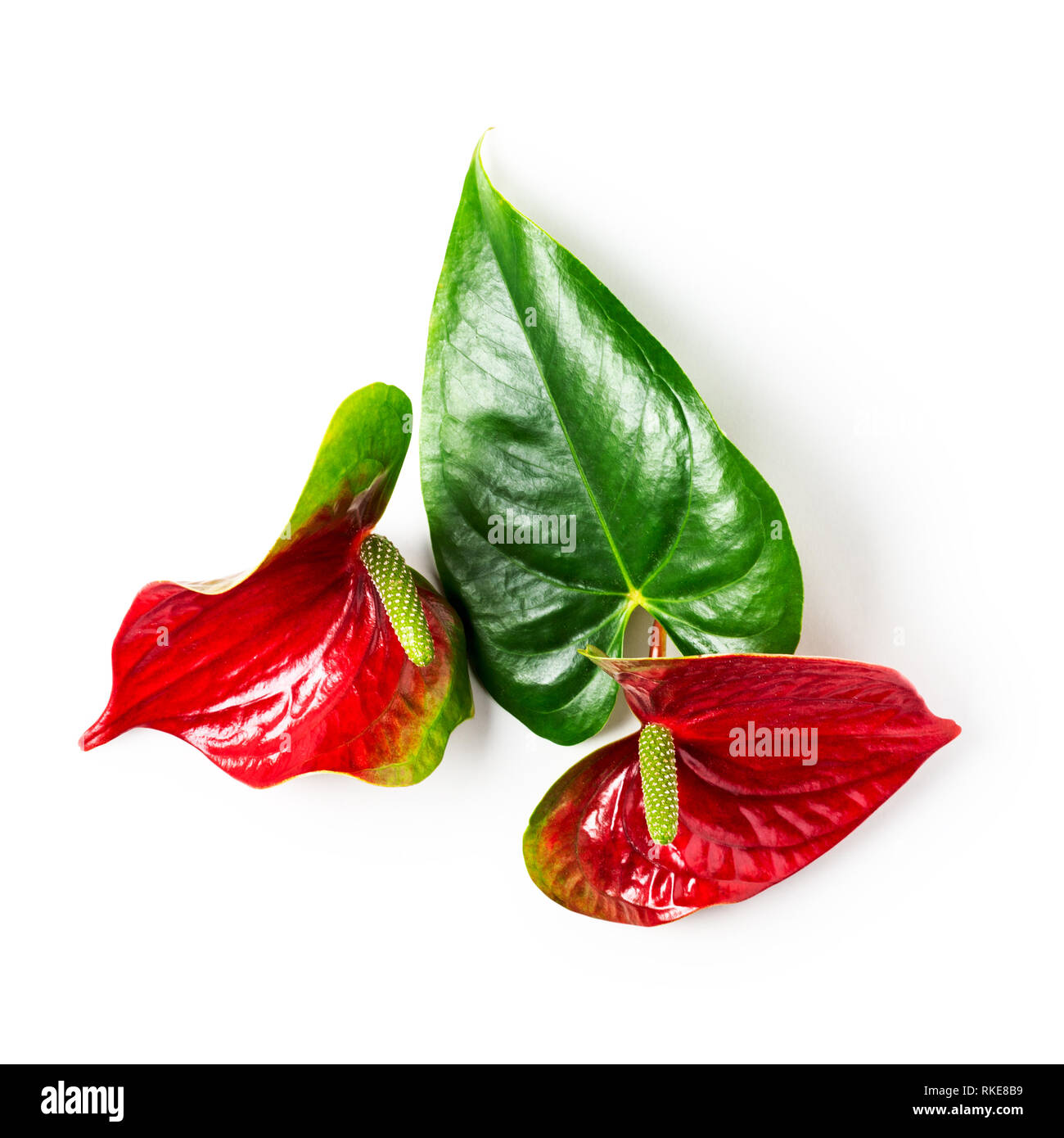 Flamingo flowers and leaves isolated on white background clipping path ...