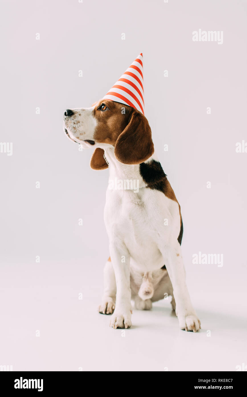 cute beagle dog sitting in party cap on grey background Stock Photo - Alamy