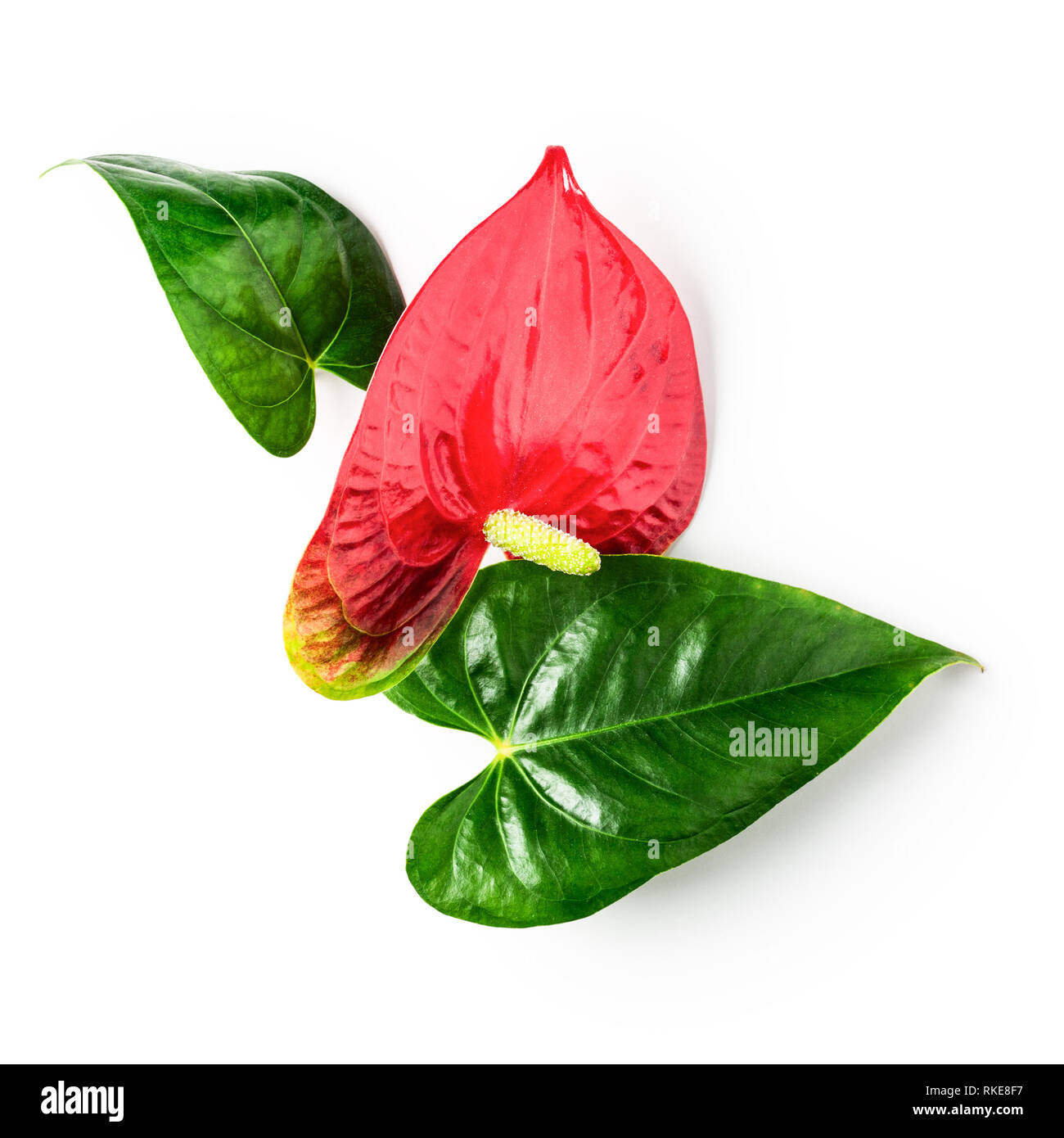 Flamingo flowers and leaves isolated on white background clipping path ...
