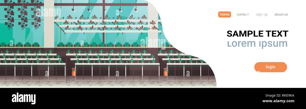 organic hydroponic green plants row cultivation farm modern greenhouse ...