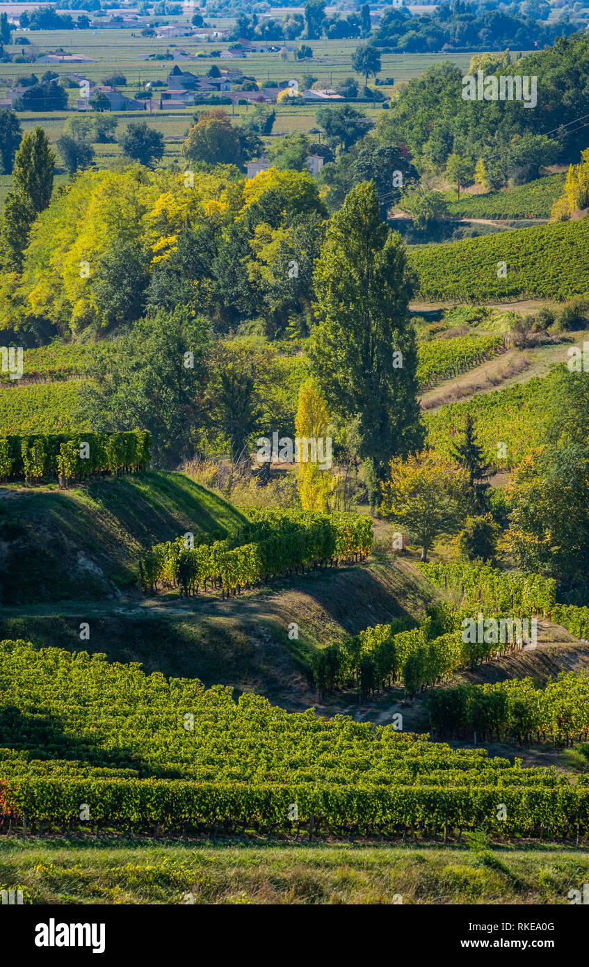 Vineyards of Saint Emilion, Bordeaux Vineyards, terraced vineyard ...