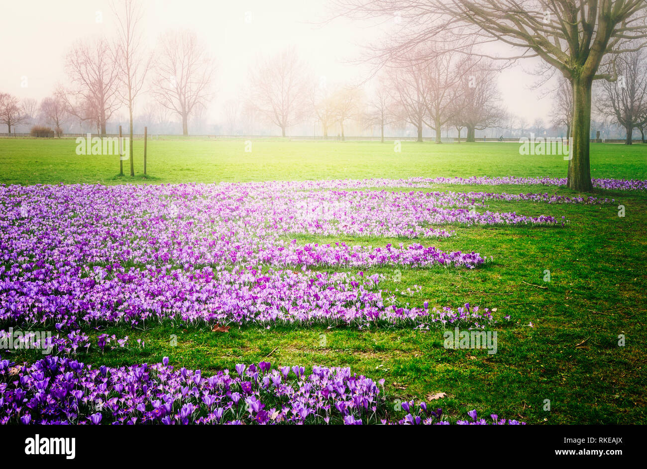 Spring green park. City park with blooming crocus flowers, fresh lawn ...