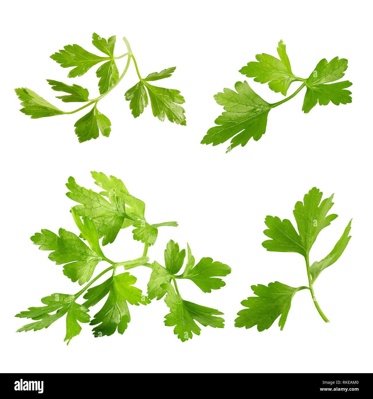 Collection of fresh parsley leaves isolated on white Stock Photo - Alamy