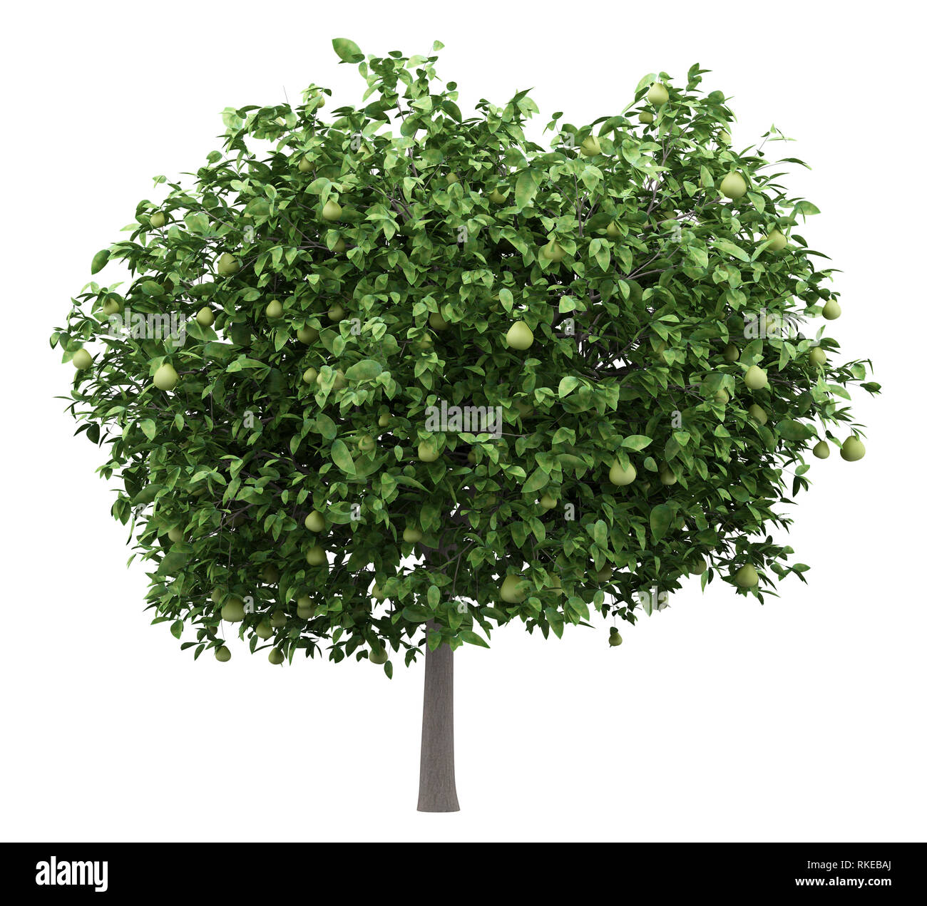 pomelo tree with fruits isolated on white background. 3d illustration ...
