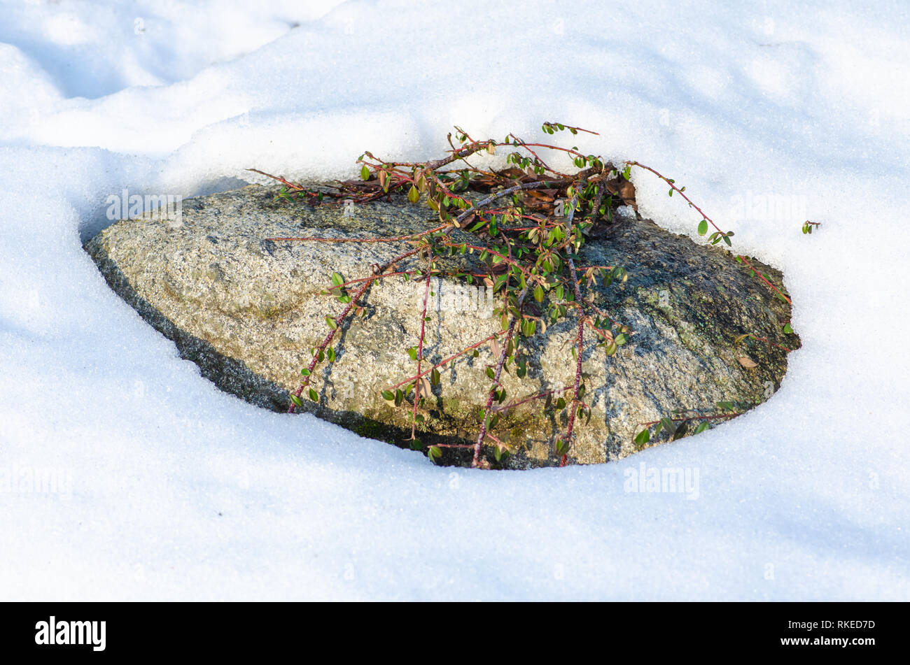 Thaw, snow and ice melt, sun, light and spring return, rocks and grass ...