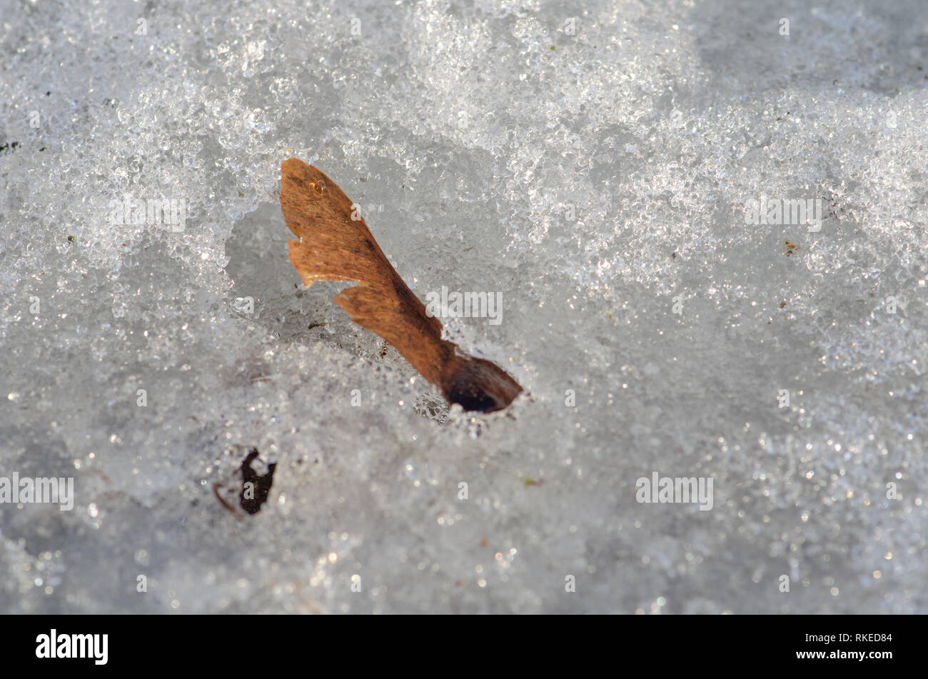 Thaw, snow and ice melt, sun, light and spring return, pine tree seed ...