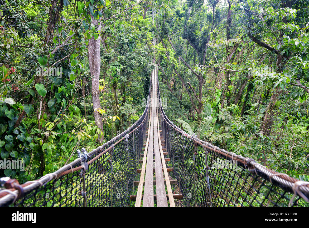 Rain rainforest bridge wood hi-res stock photography and images - Alamy