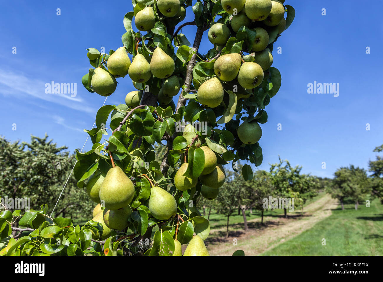 Pear orchard trees hi-res stock photography and images - Alamy
