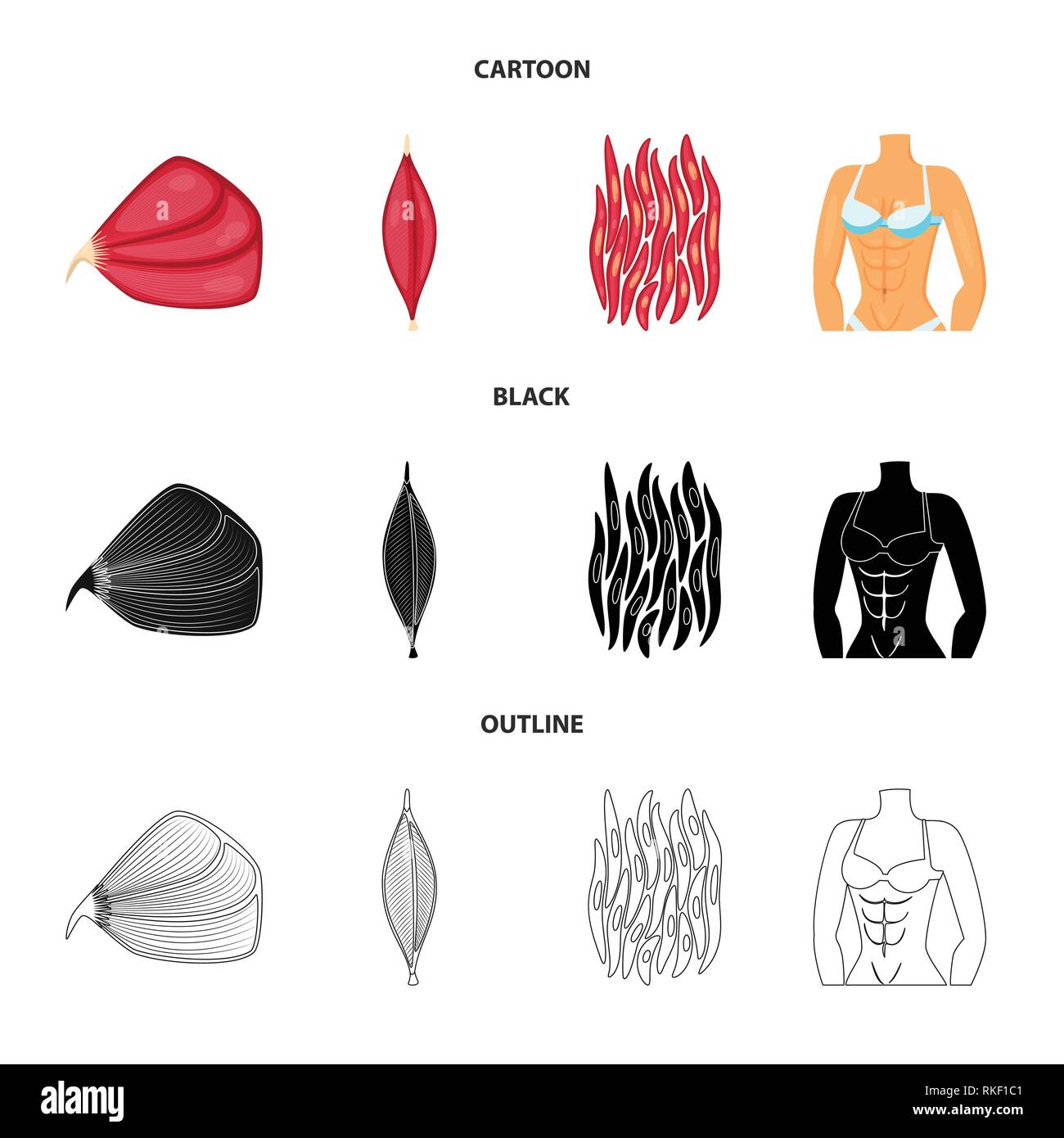 Vector design of fiber and muscular sign. Set of fiber and body vector ...