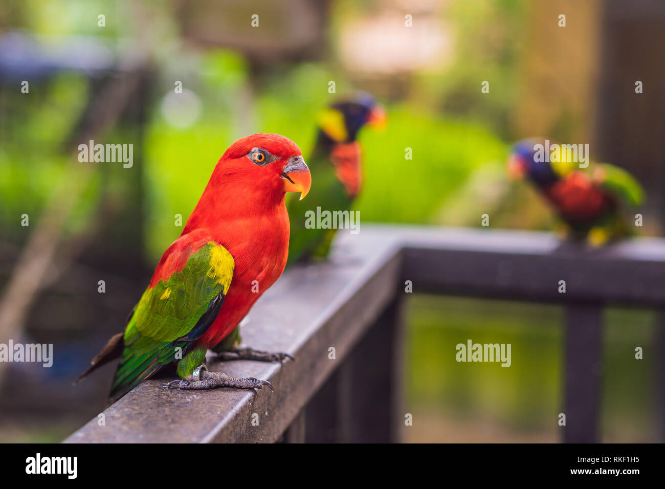 Colorful portrait of Amazon macaw parrot against jungle. Side view of ...