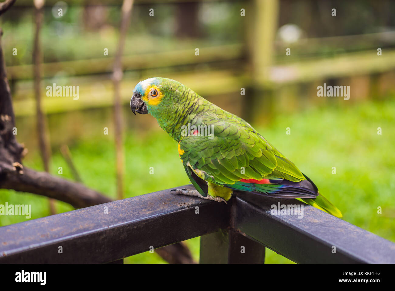 Colorful portrait of Amazon macaw parrot against jungle. Side view of ...