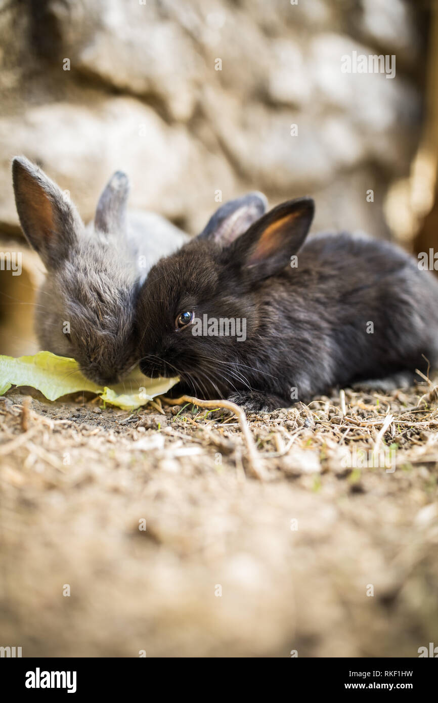 Cute baby rabbits in a farm Stock Photo - Alamy