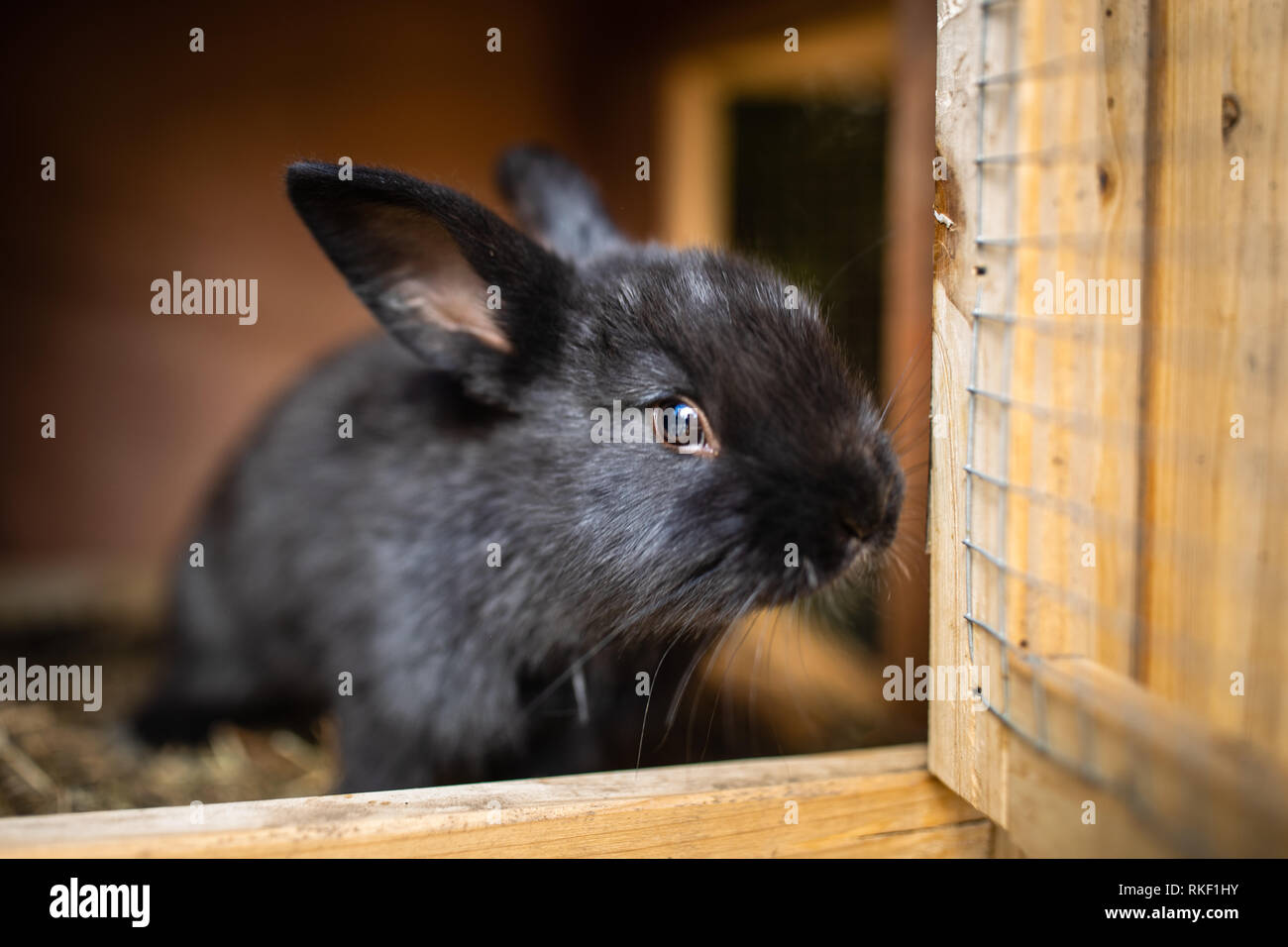 Cute baby rabbits in a farm Stock Photo - Alamy