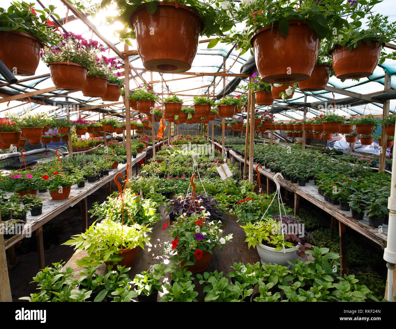 Flowers inside a garden center greenhouse, wide angle photo Stock Photo ...