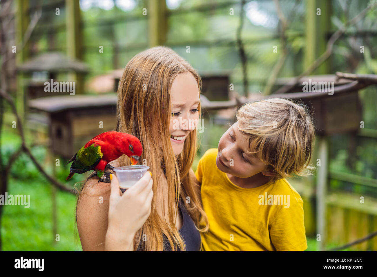 Mom and son feed the parrot in the park. Spending time with kids ...