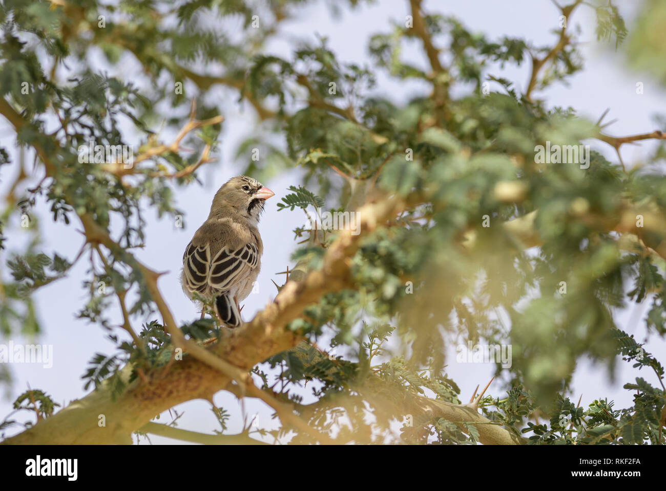 Scaly weaver sporopipes squamifrons hi-res stock photography and images ...