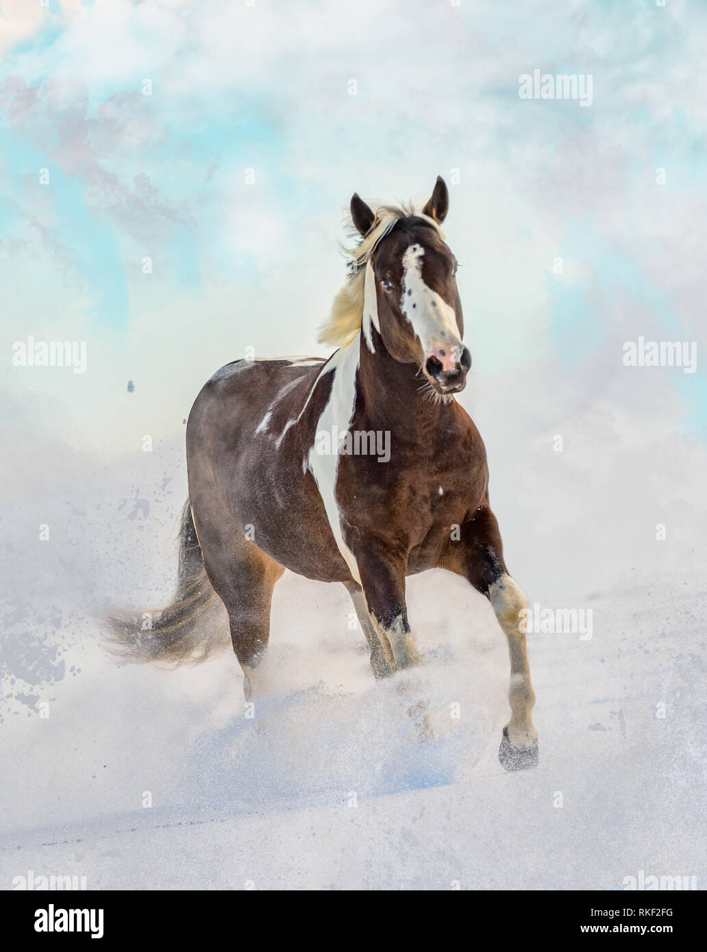 Fantastic DJ Valentine horse in sunny day in winter. Czech Republic ...