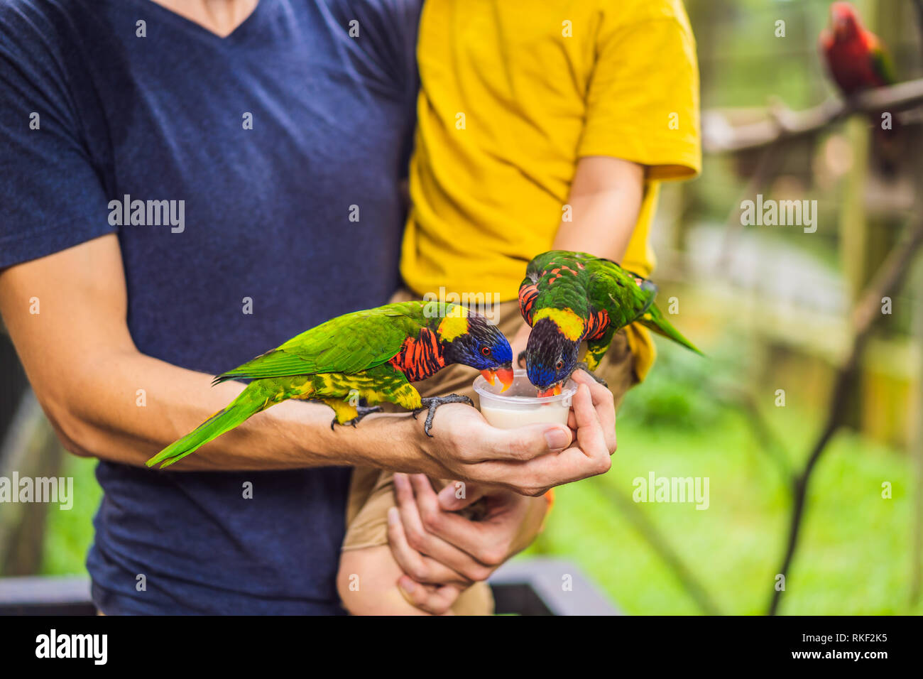 Ded and son feed the parrot in the park. Spending time with kids ...