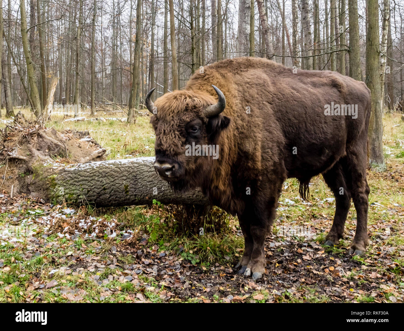 Big Auroch standing in the forest. The European bison (Bison bonasus ...