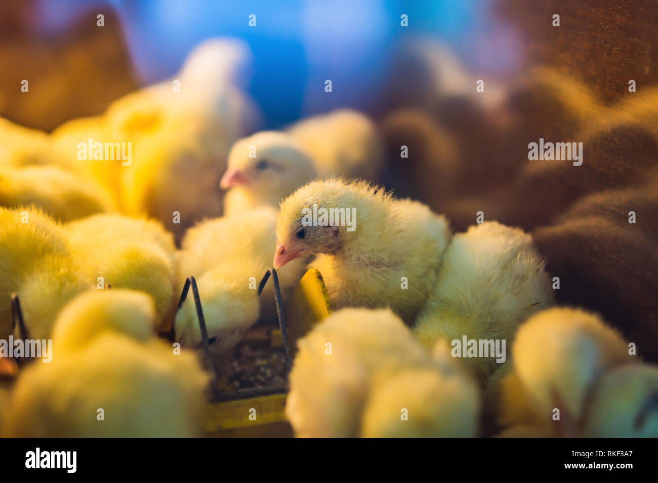 Hutched hi-res stock photography and images - Alamy