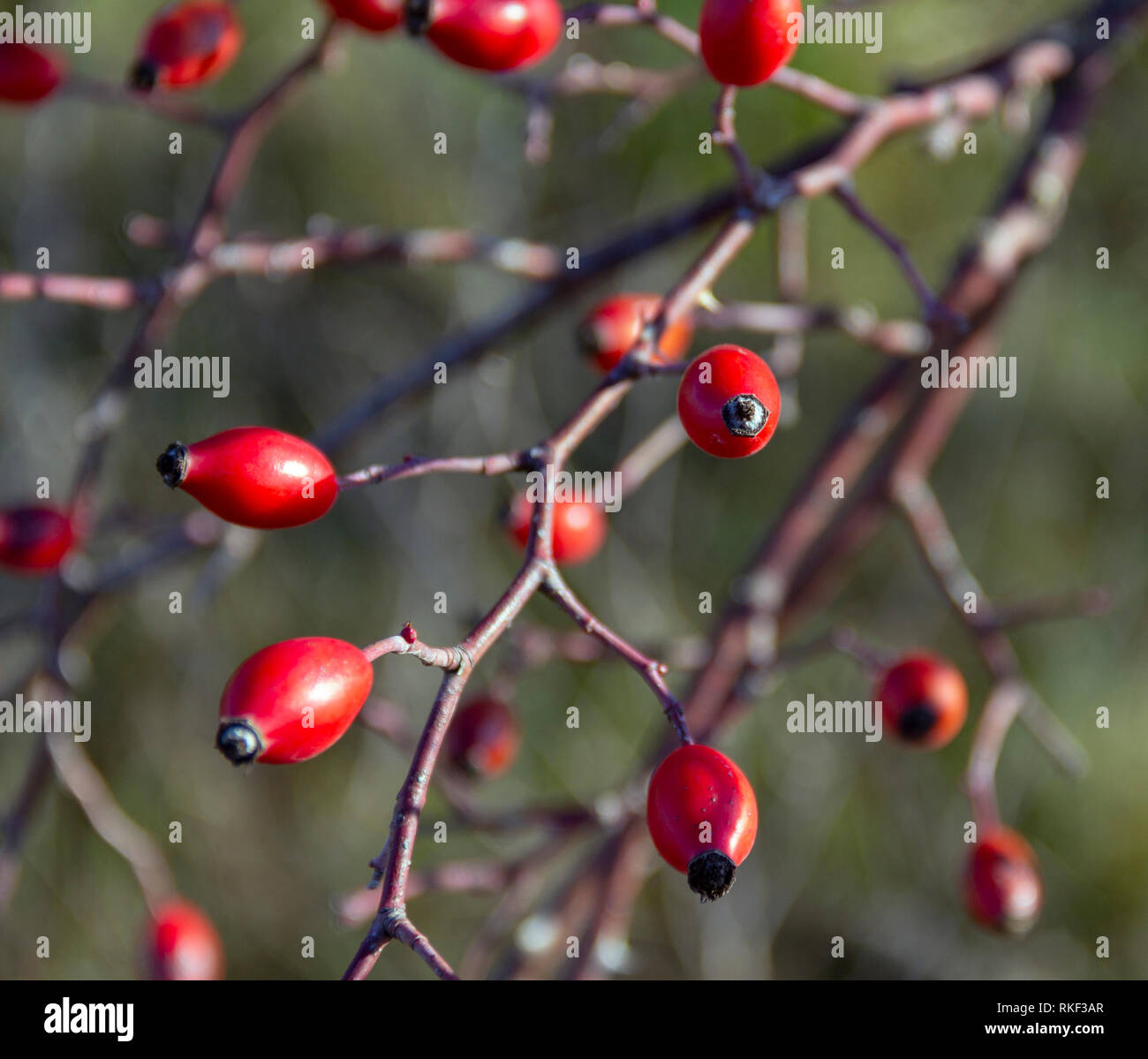 Rose hip fruits hi-res stock photography and images - Alamy