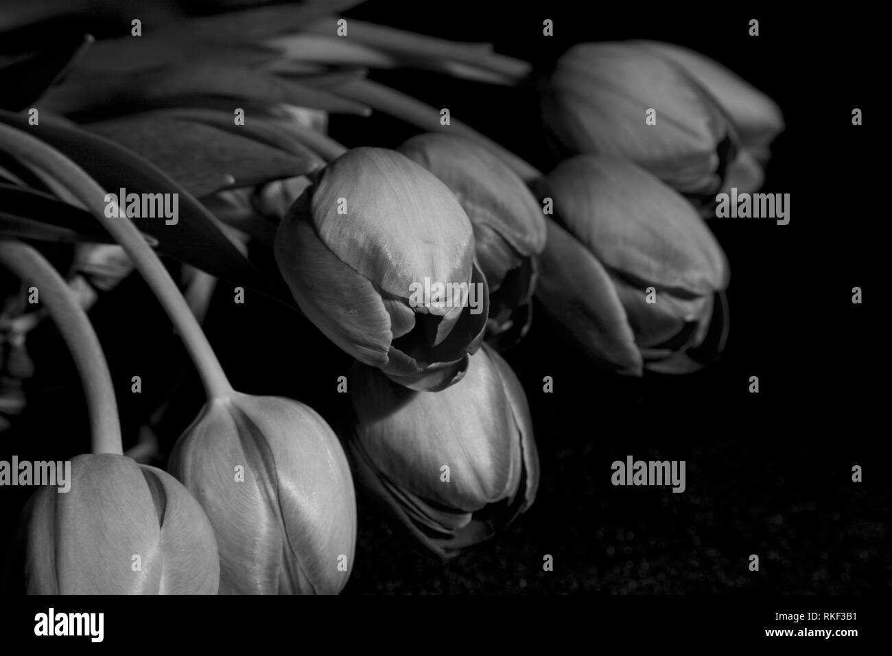 Sill life hi-res stock photography and images - Alamy