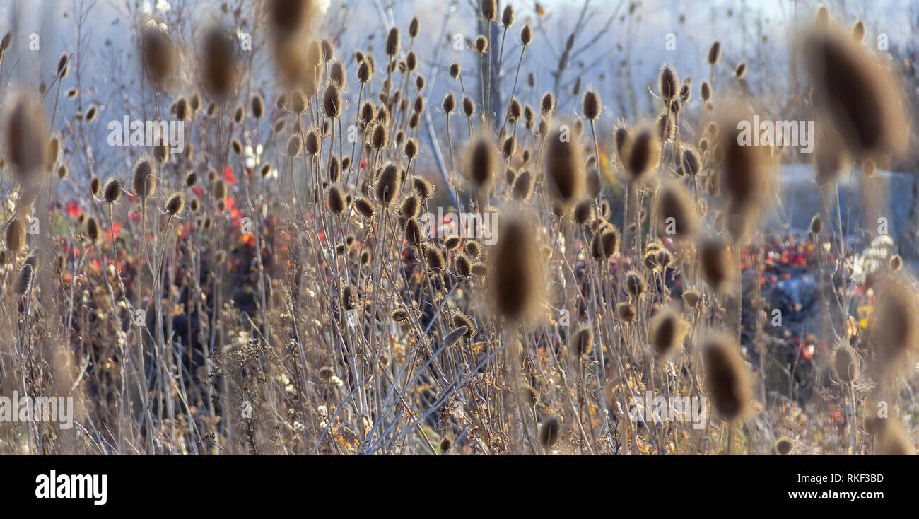 Sere flower hi-res stock photography and images - Alamy